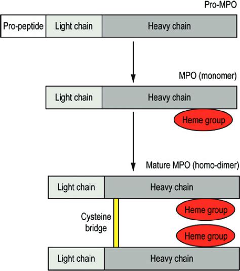 Schematic Illustration Of Mpo Processing The Pro Mpo Undergoes