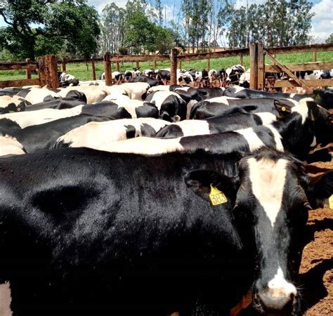 Agrodefesa Certifica Fazendas Como Livres De Brucelose E Tuberculose