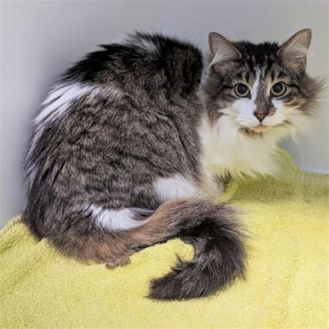 Rspca Sydney Shelter Yagoona Petrescue