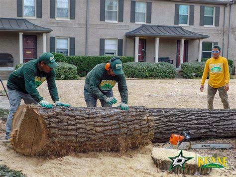 Dallas Tree Removal Services Stump Removal Dallas Tx