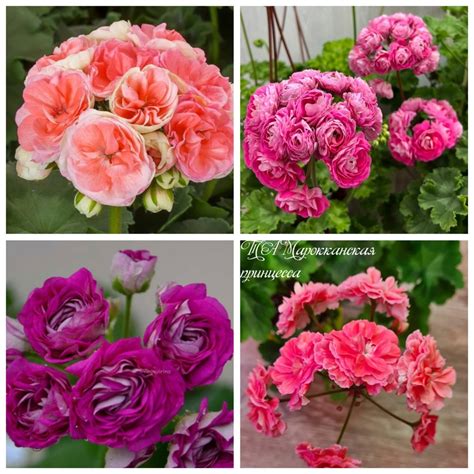Flowers Love Комнатные растения Пермь 2024 | ВКонтакте