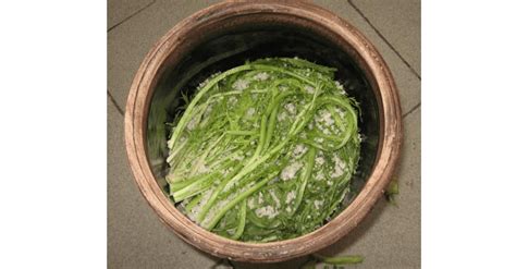 雪里红芥菜的变种雪里红含有大量的抗坏血酸 搜狐大视野 搜狐新闻