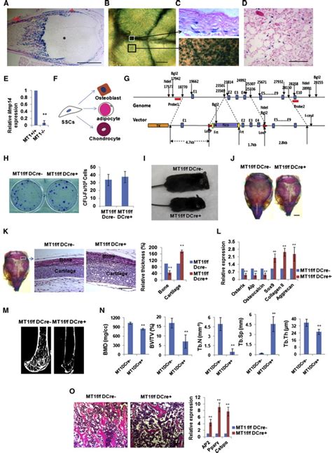 Mt1 Mmp Dependent Control Of Skeletal Stem Cell Commitment Via A β1