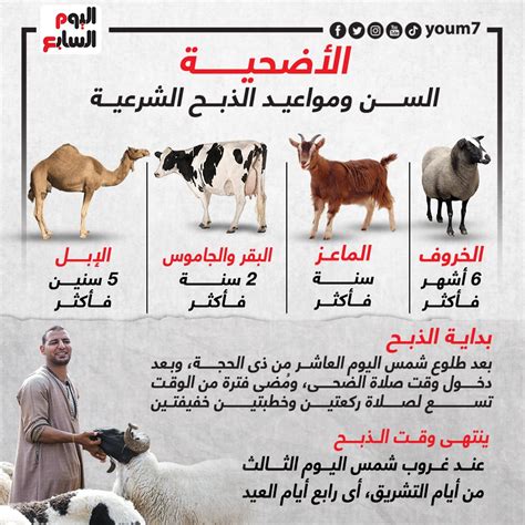 الأضحية السن ومواعيد الذبح الشرعية إنفوجراف اليوم السابع
