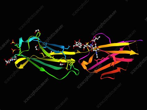 Receptor Tyrosine Kinase Molecular Model Stock Image C0601633