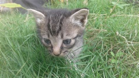 Kitten Stock Image Image Of Wildlife Cute Grass Whiskers 99555233