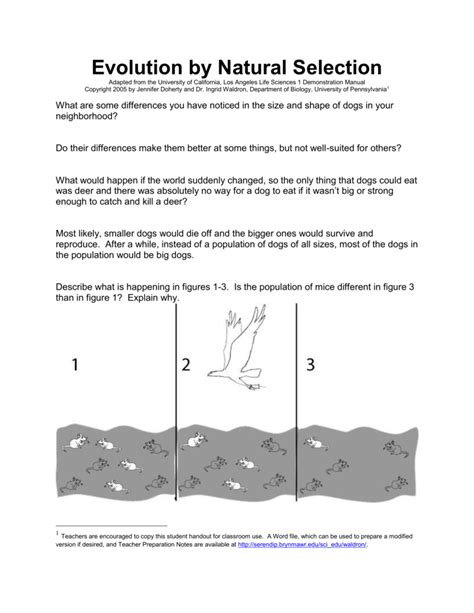 Evolution By Natural Selection Worksheet Answers — Db