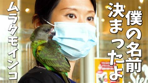 ニホンオオカミ復活へ！？反対勢力と法律の壁【動物可愛い絶滅明治時代目撃生存可能性伝説信仰神大神犬山犬人狼狼