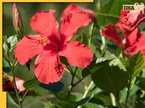 Gardening Tips गुड़हल के पौधे पर नहीं आ रहे फूल Plants को लगाने से