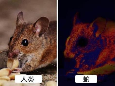 视觉感官的魅力 人类与动物眼中同样的世界与不同的色彩 知乎