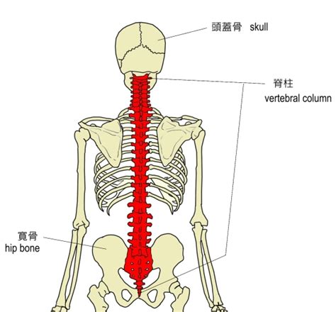 Visual Anatomy 視覚解剖学