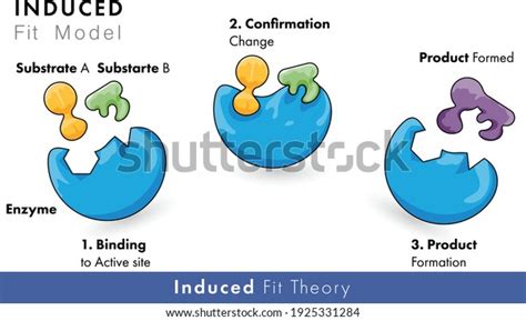 Enzyme Substrate Complex Induced Fit