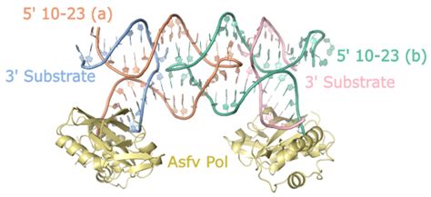 Structural Insights Into The Rna Cleaving 10 23 Dnazyme