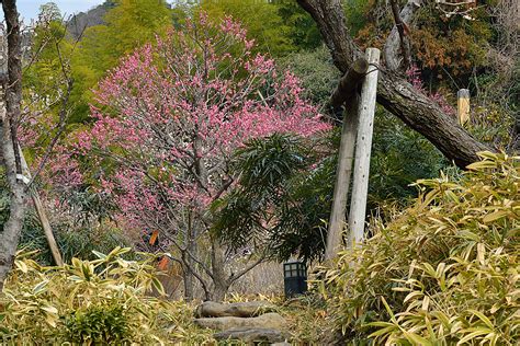 日本で一番早い開花熱海梅園梅まつり
