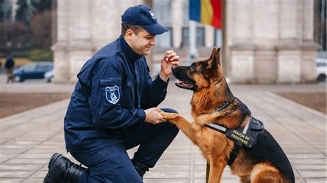 Собаки на службе 51 фото картинки Sobakovodclub