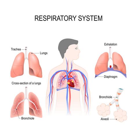Best Respiratory System Illustrations Royalty Free Vector Graphics