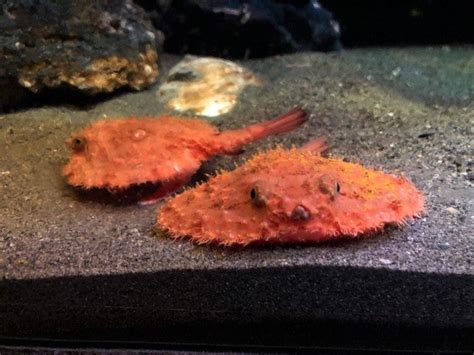 アカグツ登場！ 沼津港深海水族館・シーラカンスミュージアム公式ブログ