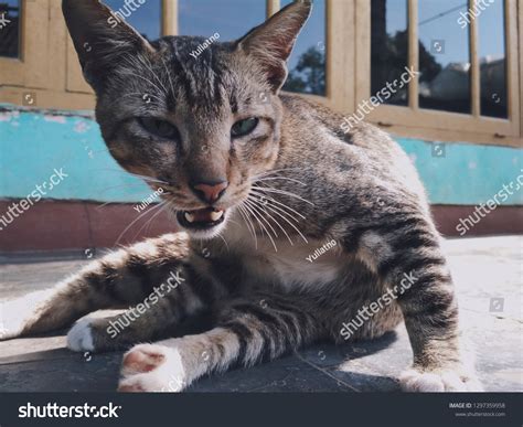 Kucing Seksi Dan Lucu Stock Photo Edit Now