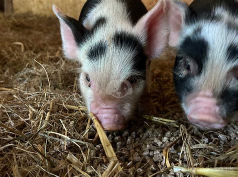 Kune Kune Piglets Male And Females In Ross On Wye Hr9 On Freeads