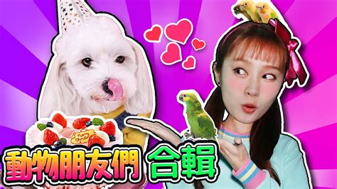 元旦合輯萌力四溢非常可愛的動物朋友們和基尼 YouTube