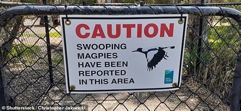 Ecologist Claims Magpies Arent Aggressive Only Swoop If Youve Done