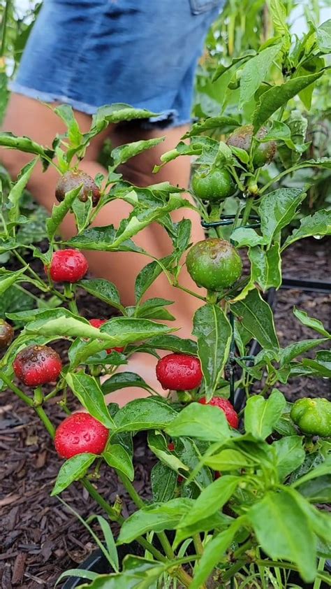 Garden Idea Vertical Gardening 🫘🌶🫑🍆🥒🥬 Gardenideas Backyardgarden Diyprojects Garden Asmr