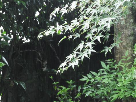 雨 雨石の徒然草