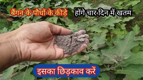 बैंगन के पौधों से कीड़े कैसे भगाएंबैंगन के पौधों को कीड़ों से कैसे