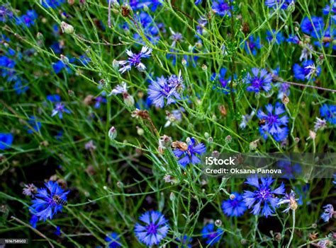 푸른 수레 국화 푸른 수레 국화 꽃의 클로즈업 파란 수레 국화 허브 또는 학사 단추 꽃입니다 옥수수 꽃의 매크로 그림 0명에 대한 스톡 사진 및 기타 이미지 Istock