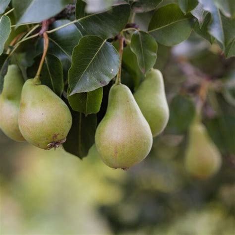 Can You Eat Unripe Mango And How To Tell If A Mango Is Ripe Foodiosity