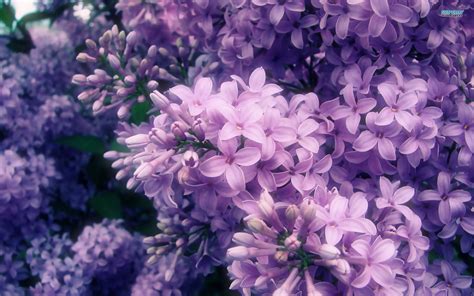 Beautiful Lilac Wallpaper 00354 Baltana