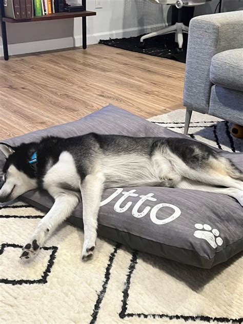 Ironmace On Twitter Otto After A Long Night Of Patching