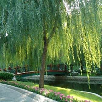 柳树（杨柳科柳属植物） 百度百科