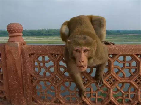 G20 Summit Delhi Has A Monkey Problem Solution Humans Dressed As