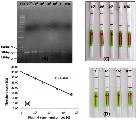 Crispr Cas12a Based Detection Platform For Early And Rapid Diagnosis Of Scrub Typhus