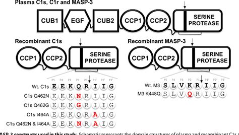 Figure 1 From Molecular Determinants Of The Substrate Specificity Of