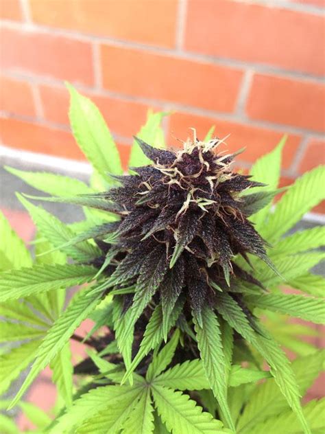 ¿cómo Plantar Marihuana En Noviembre Sweet Seeds®