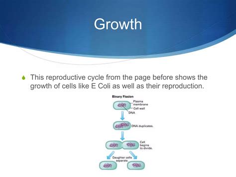 E Coli Pptx
