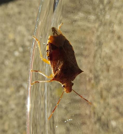 Spined Soldier Bug Podisus Maculiventris Bugguidenet