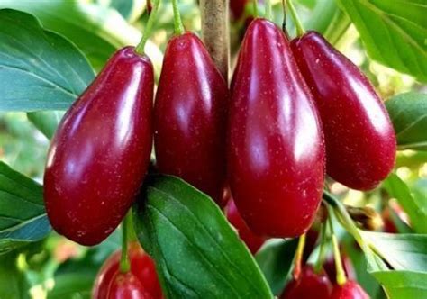 Купить саженцы кизила из питомника "КСП" – доставка почтой, СДЭК