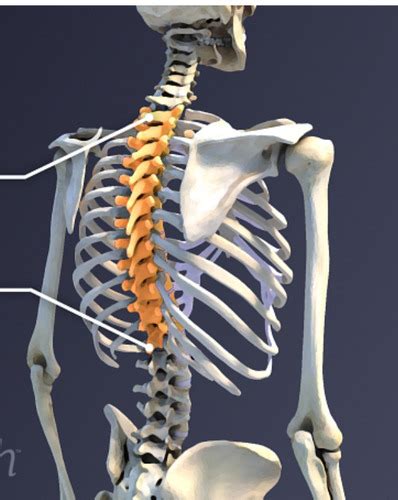 Vertebrae Flashcards Quizlet