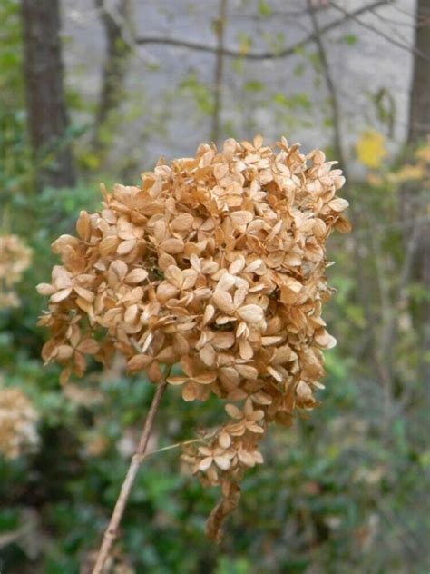 Hydrangea Leaves Turning Brown The 5 Likely Reasons And Fixes Grow