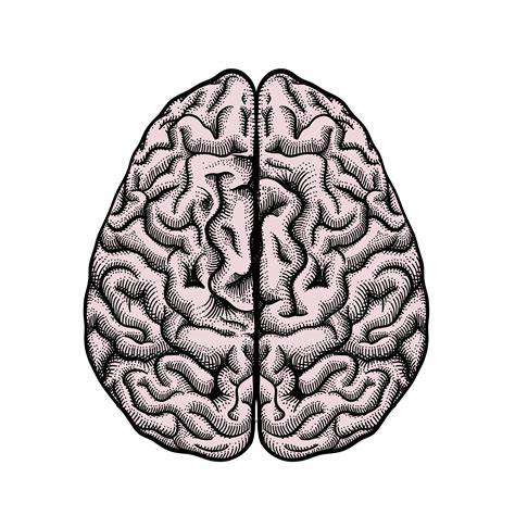 Premium Vector Brain Vector Illustration Engraving Brain