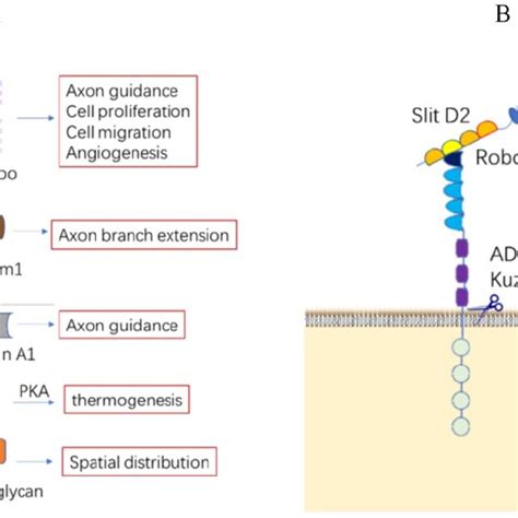 Slitrobo Protein Proteolytic Processing A Slit Protein Proteolytic