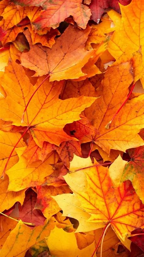 دانلود بهترین و زیباترین گلچین عکس پاییز برای تصویر زمینه گوشی