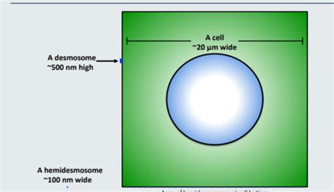 Lecture 5 Cell Adhesions And Junctional Complexes Flashcards Quizlet