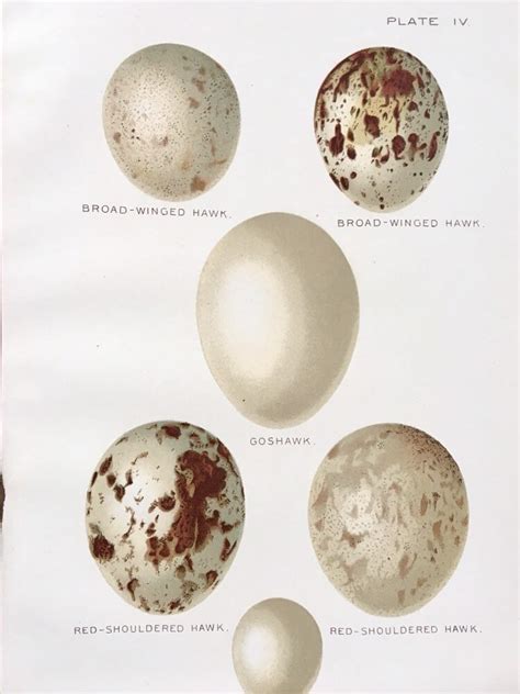 Bird Egg Wall Art Heron Little Egret Egg Antique Bird Egg Print