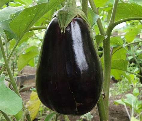 Eggplant Black Beauty Solanum Melongena Seeds