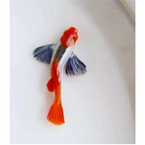 Jual Prtde Koi 1 Ps Shopee Indonesia