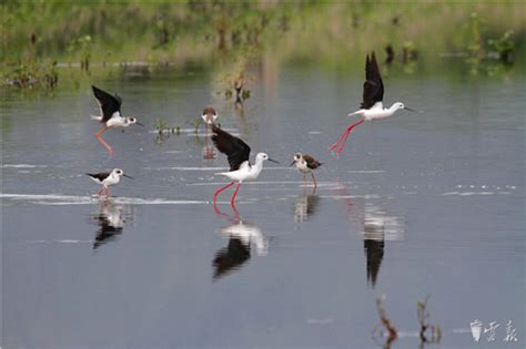 昆明滇池流域水环境综合治理取得成效 一季度滇池水质上升为iv类云桥网
